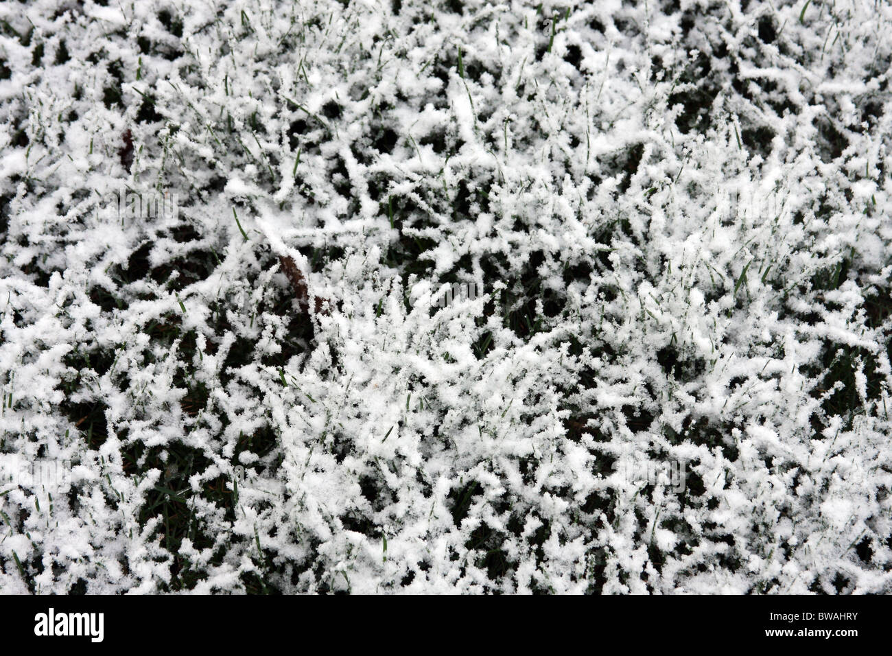 A spring snowfall in April on a lawn Stock Photo - Alamy
