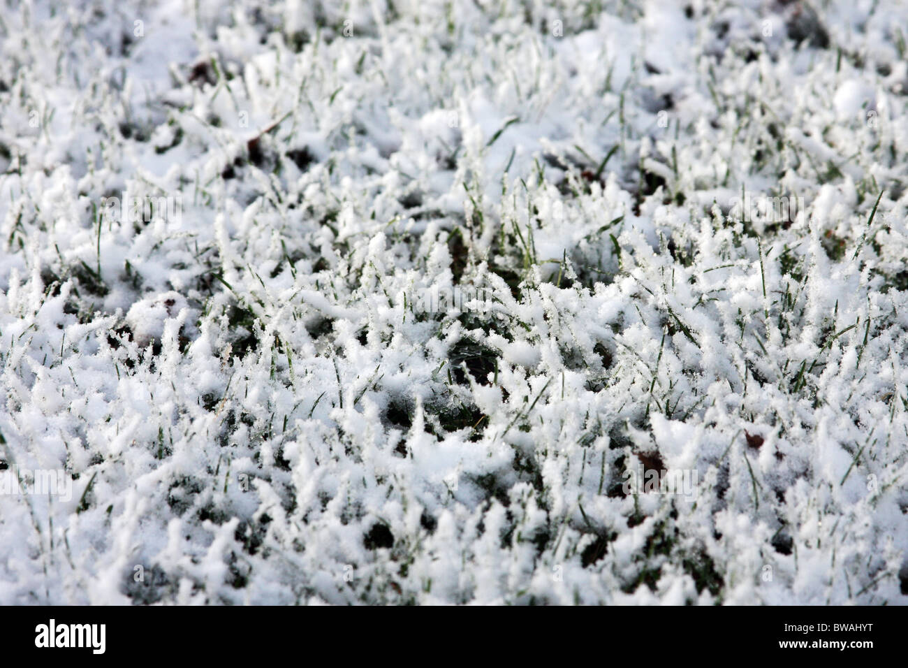 A spring snowfall in April on a lawn Stock Photo - Alamy