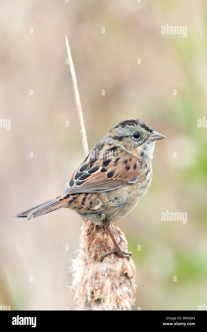 Swamp Sparrow - Vertical Stock Photo - Alamy