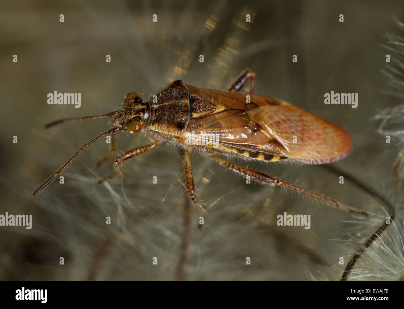 Capsid bugs hi-res stock photography and images - Alamy