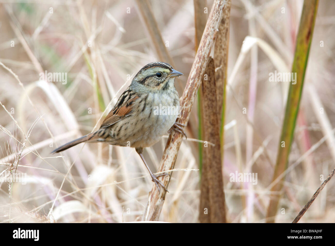 Swamp sparrow hi-res stock photography and images - Alamy