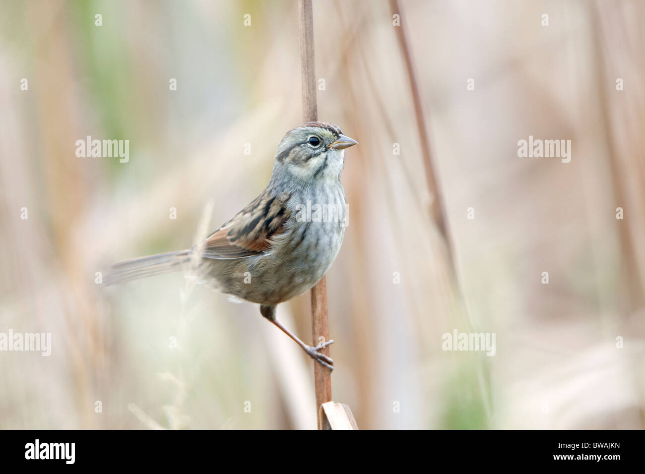 Sparrows bird hi-res stock photography and images - Alamy