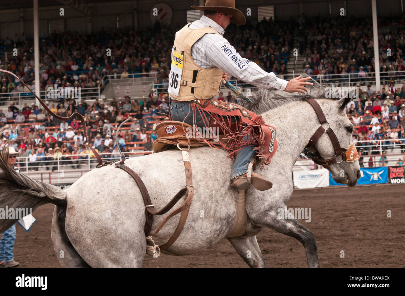 Cowboy, saddle bronc riding, Ponoka Stampede, Ponoka, Alberta, Canada ...