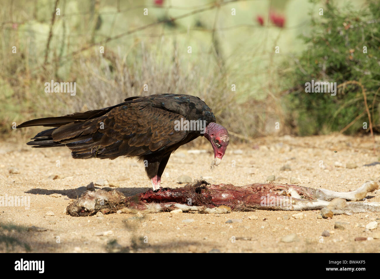 Desert Turkey Vulture