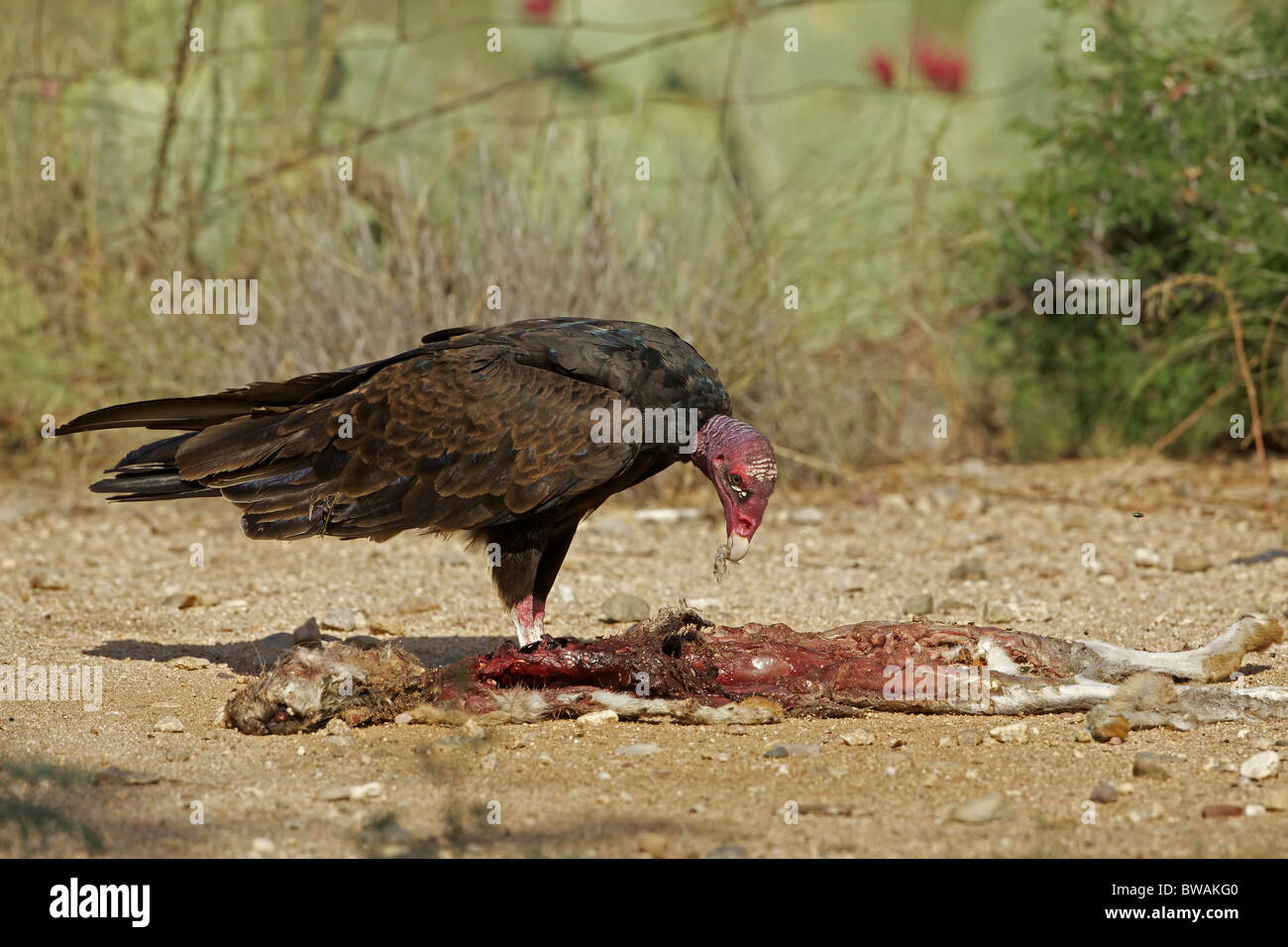 Desert buzzards hi-res stock photography and images - Alamy