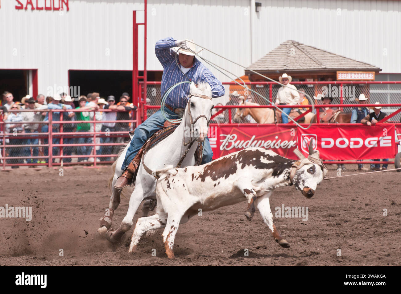 Cowboy roping steer hi-res stock photography and images - Alamy