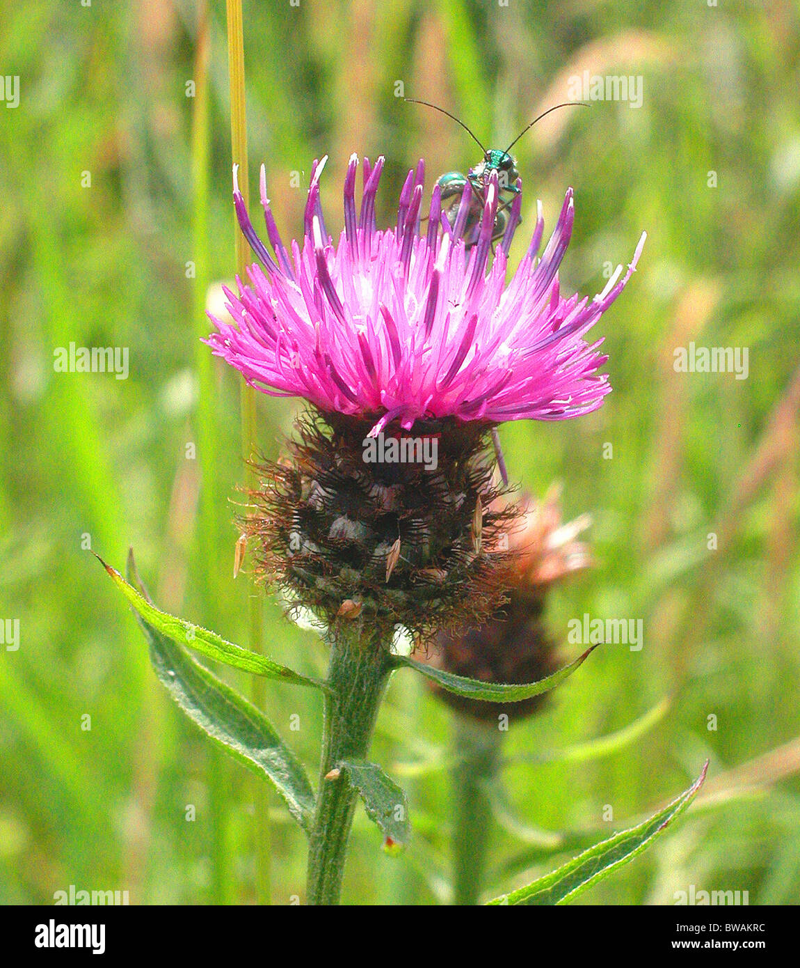 Common Knapweed (Centaurea nigra) grows to about 65cm tall common ...