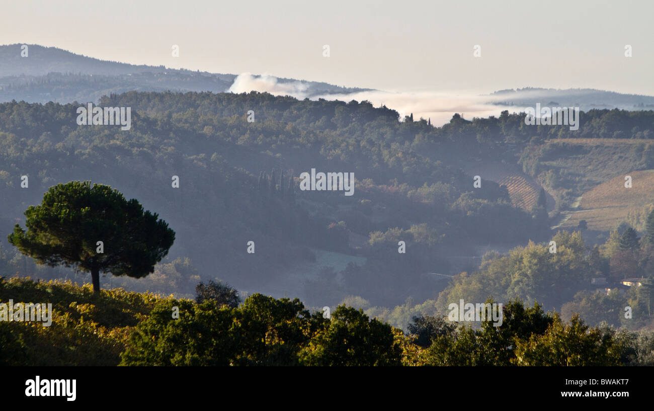 Pine tree landscape hi-res stock photography and images - Alamy