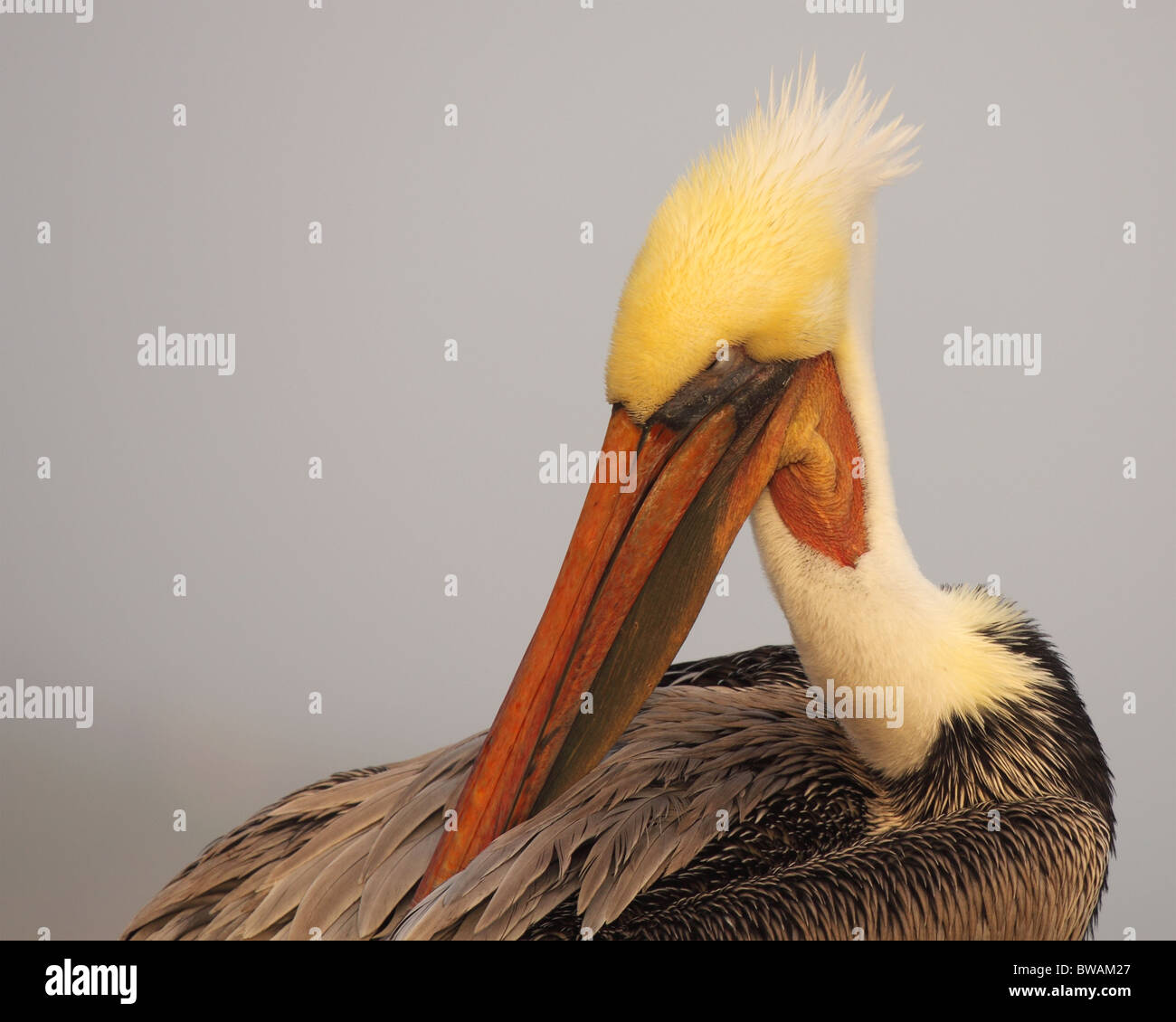 A Brown Pelican preening deep into feathers Stock Photo - Alamy