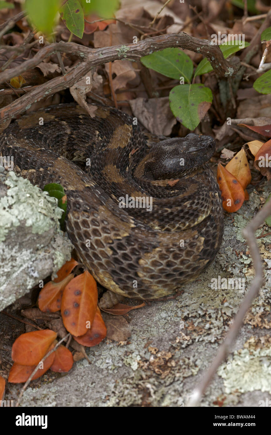 Timber Rattlesnakes Crotalus horridus Emerging from hibernation at den ...