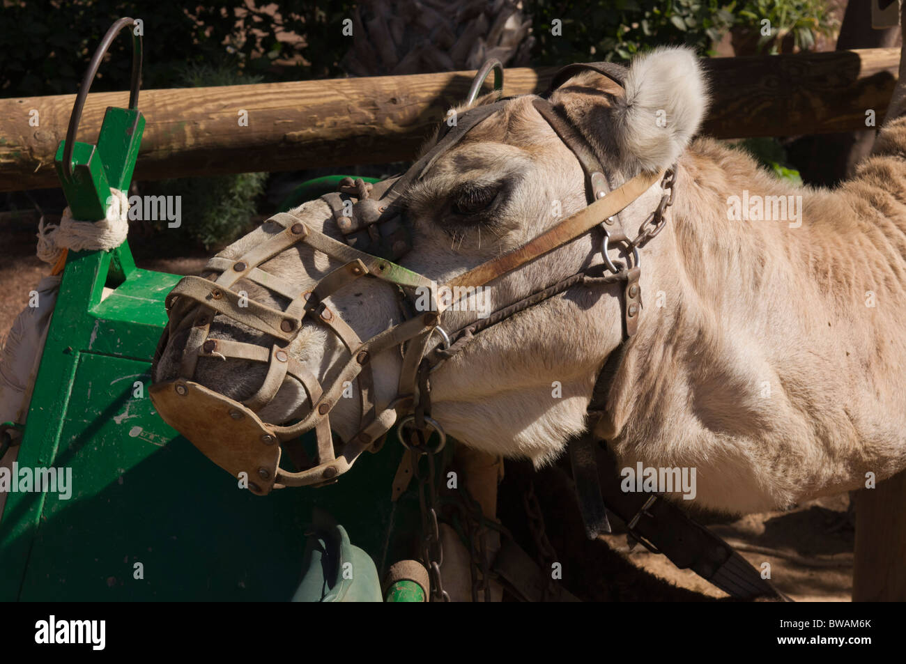 Camel Wearing Halter High Resolution Stock Photography and Images - Alamy