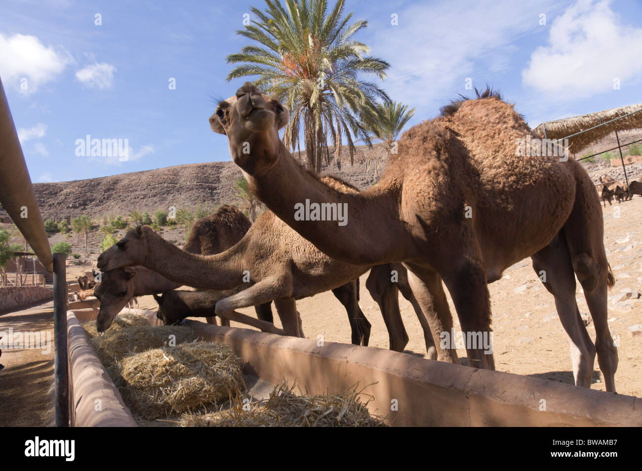 Fuerteventura, Canary Islands - La Lajita Zoo, camel trough on the ...