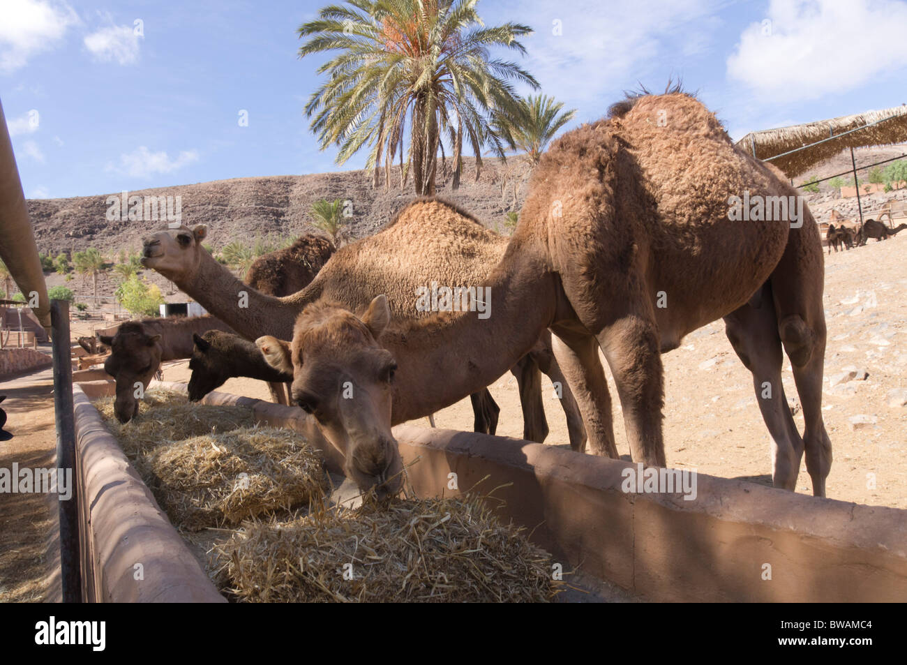 Fuerteventura, Canary Islands - La Lajita Zoo, camel trough on the ...