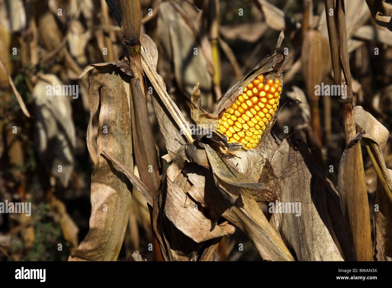 Ear of Corn Stock Photo - Alamy