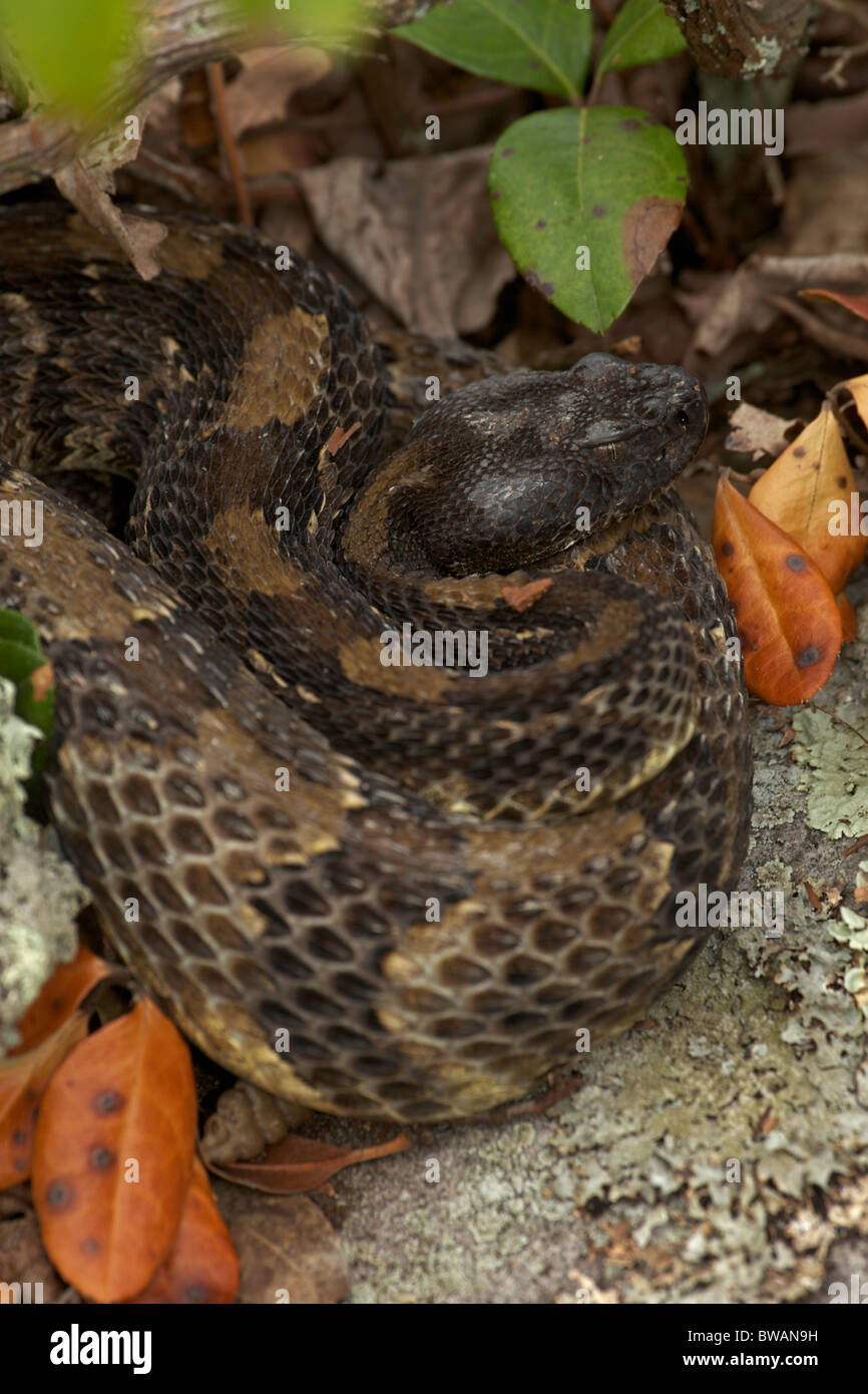 Timber Rattlesnakes Crotalus horridus Emerging from hibernation at den ...