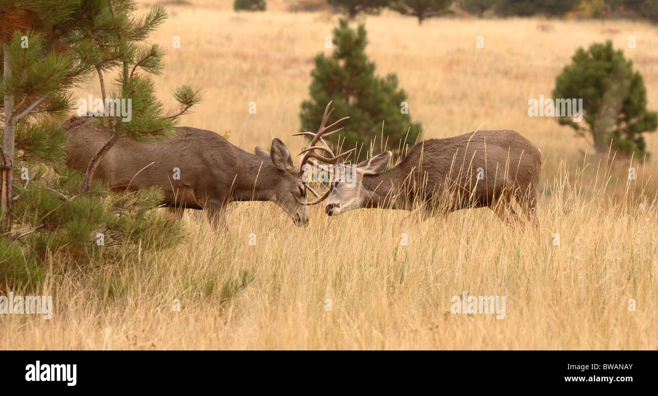 Funny food fight hi-res stock photography and images - Alamy