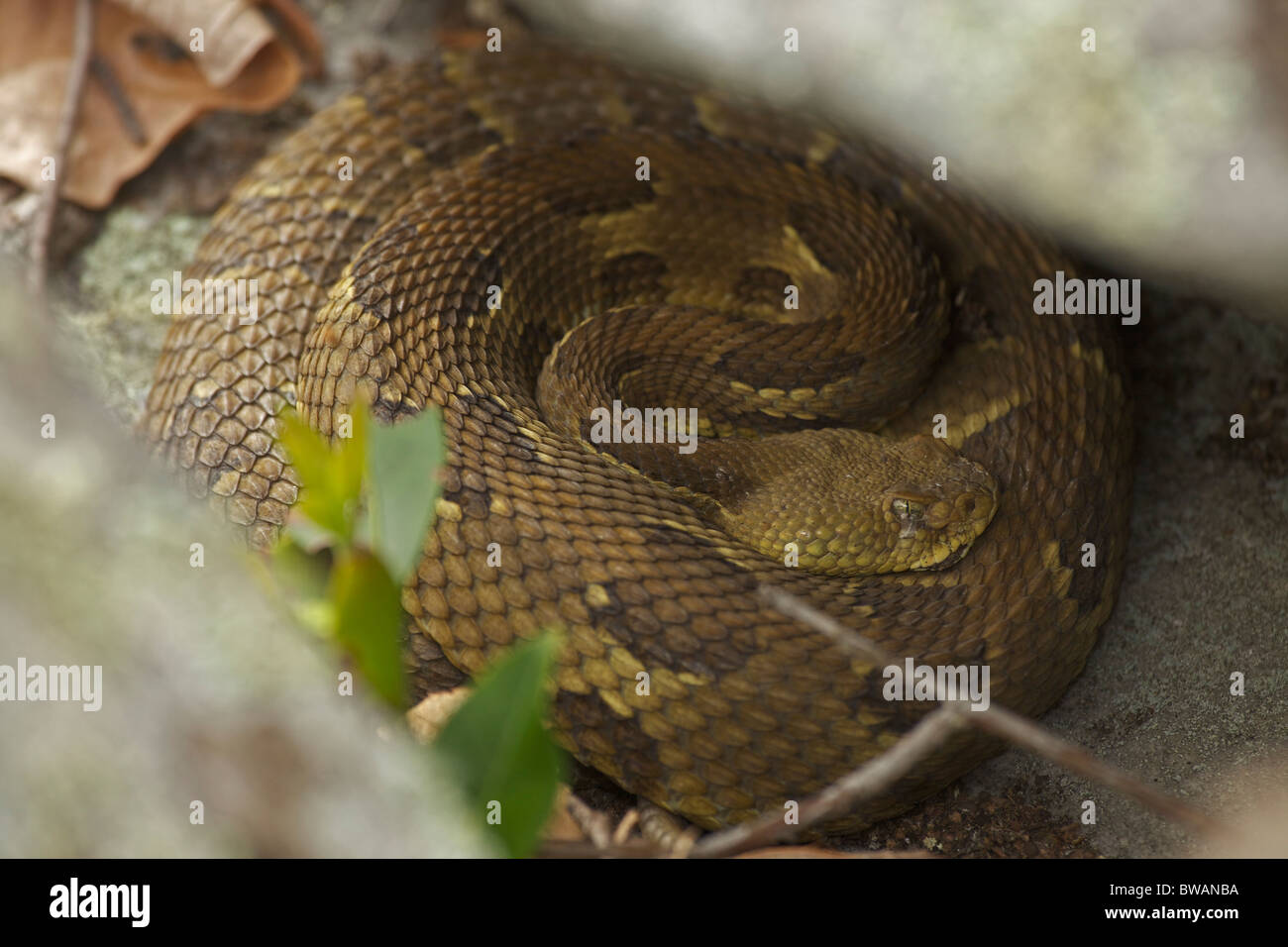 Timber Rattlesnakes Crotalus horridus Emerging from hibernation at den ...