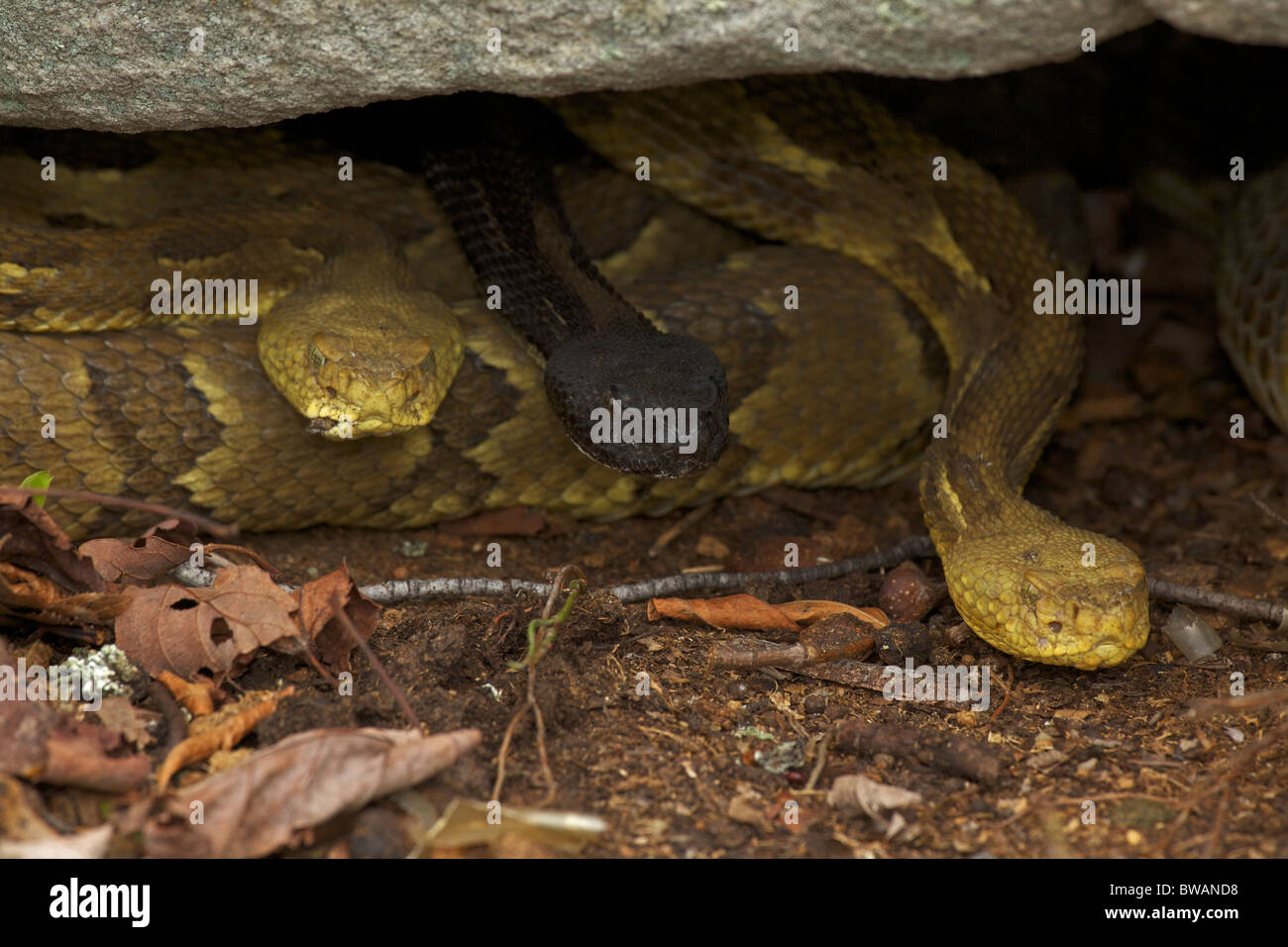 Timber Rattlesnakes Crotalus horridus Emerging from hibernation at den ...