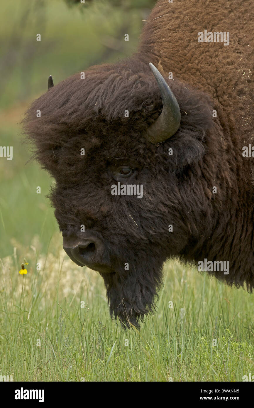 American Bison (Bison bison) Wyoming - Male in rut - Commonly called ...