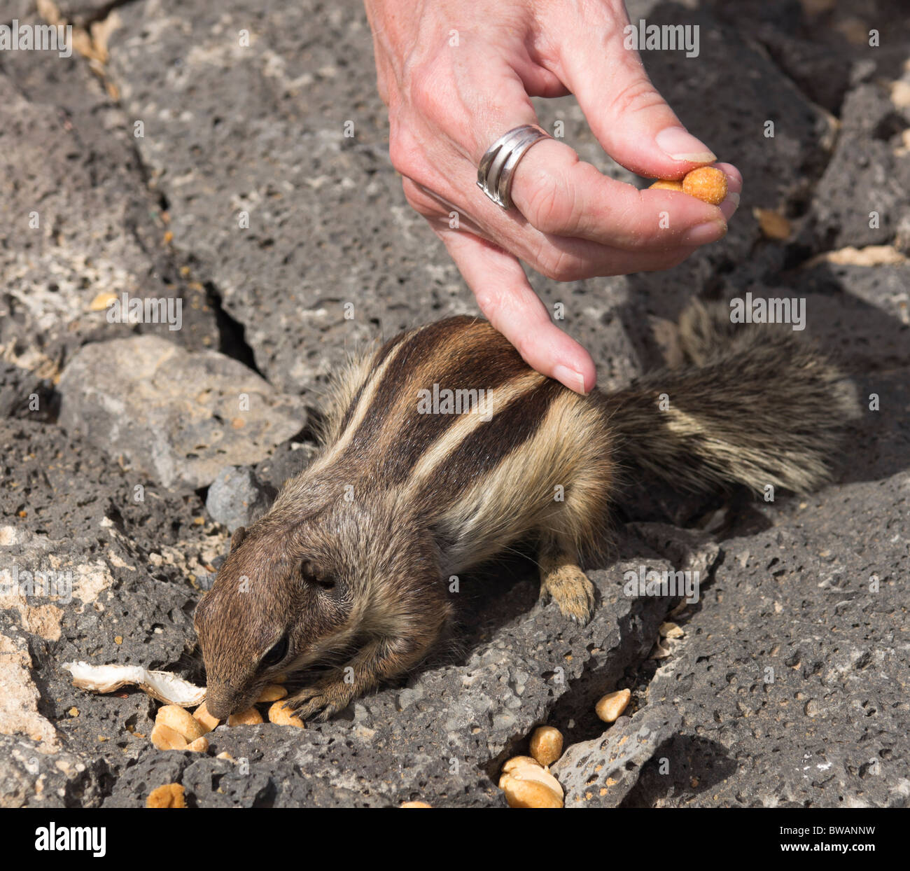 Fuerteventura, Canary Islands - the so-called 'chipmunk' of the island ...