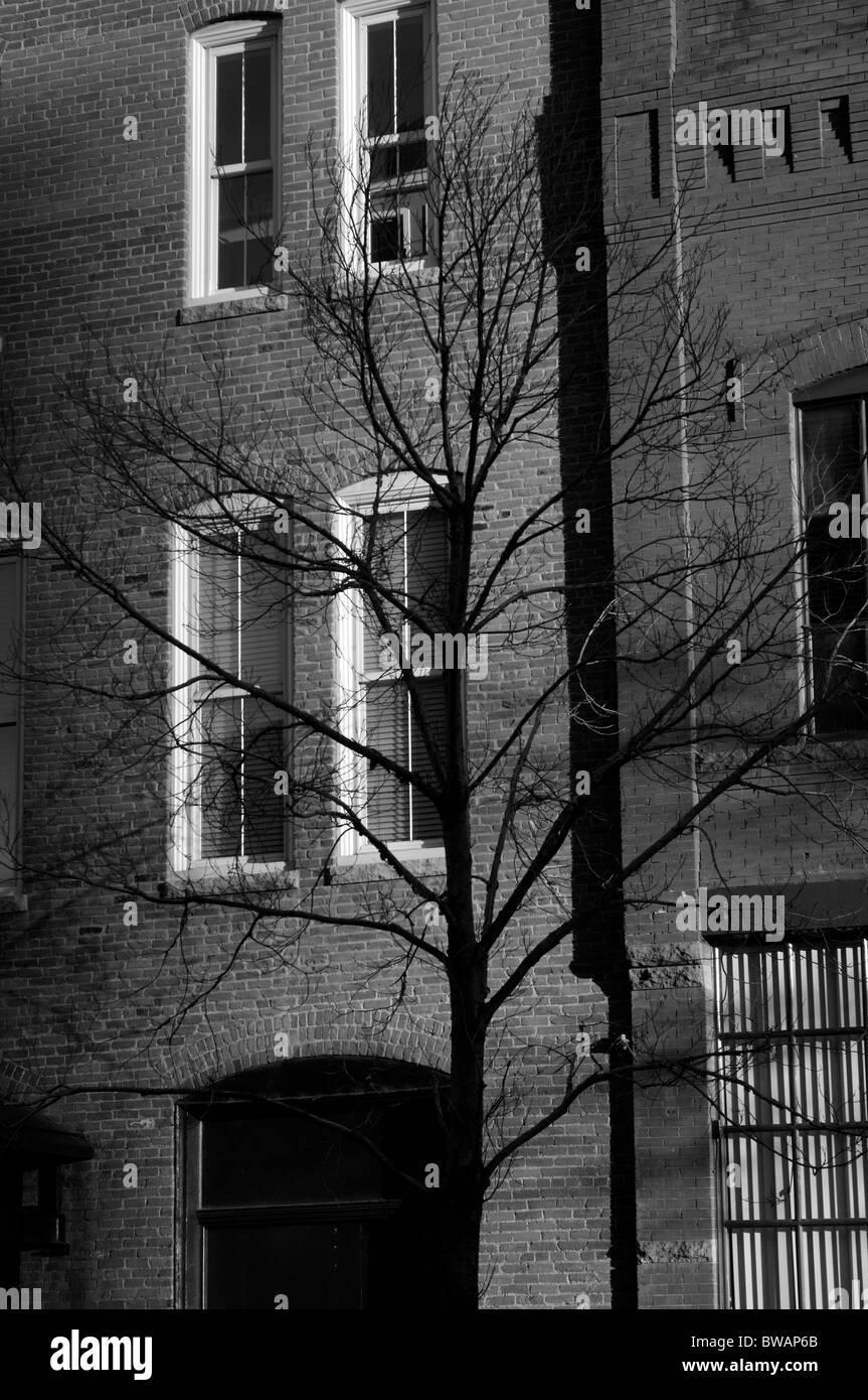 A tree in front of a brick building in downtown Denver Stock Photo - Alamy