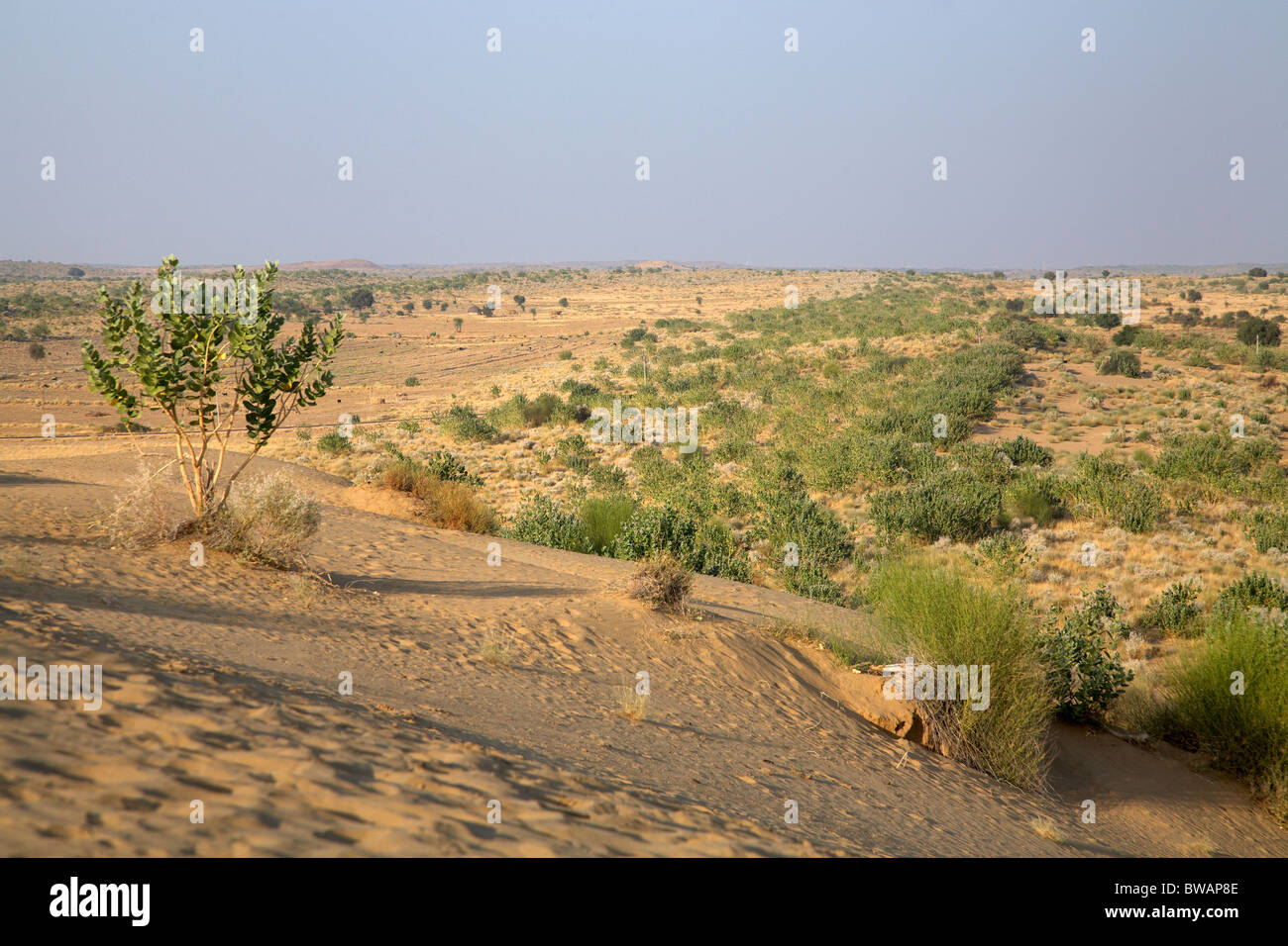 India desert plant hi-res stock photography and images - Alamy