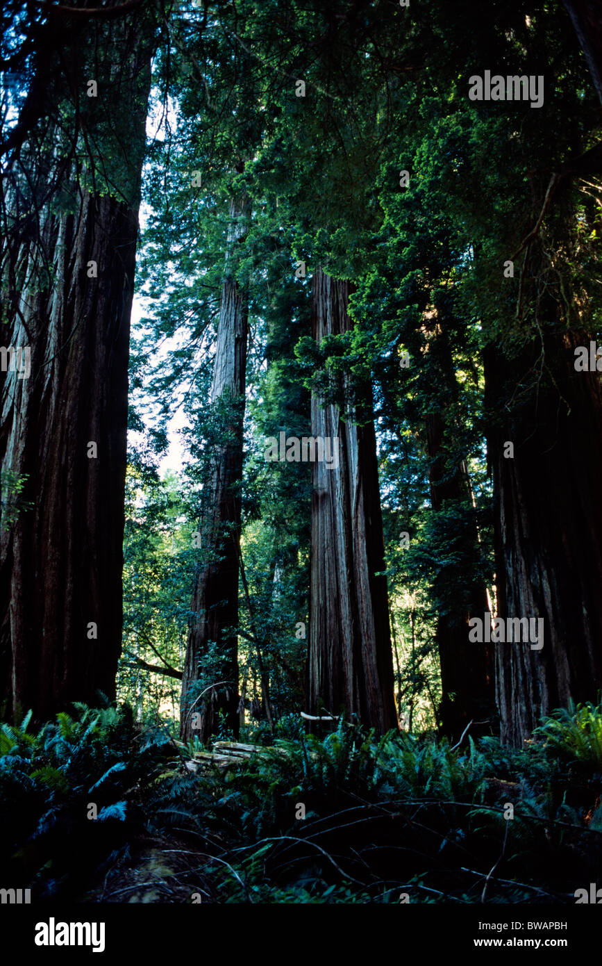 Jedediah Smith State Park's Stout Grove Stock Photo - Alamy