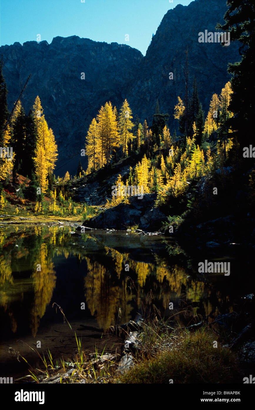 Fall color larches in Washington's North Cascades Stock Photo - Alamy