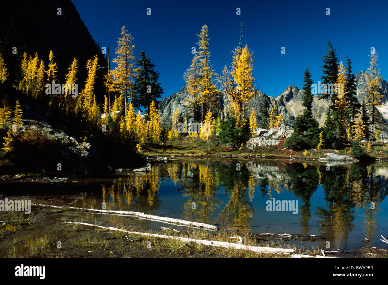 Fall color larches in Washington's North Cascades Stock Photo - Alamy