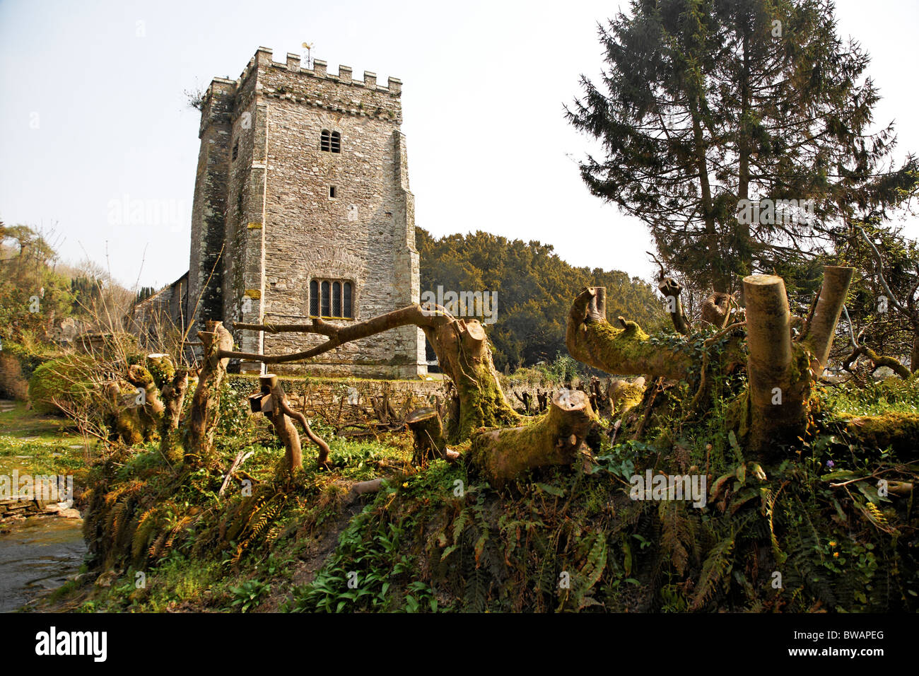 Yew tree churchyard wales hi-res stock photography and images - Alamy