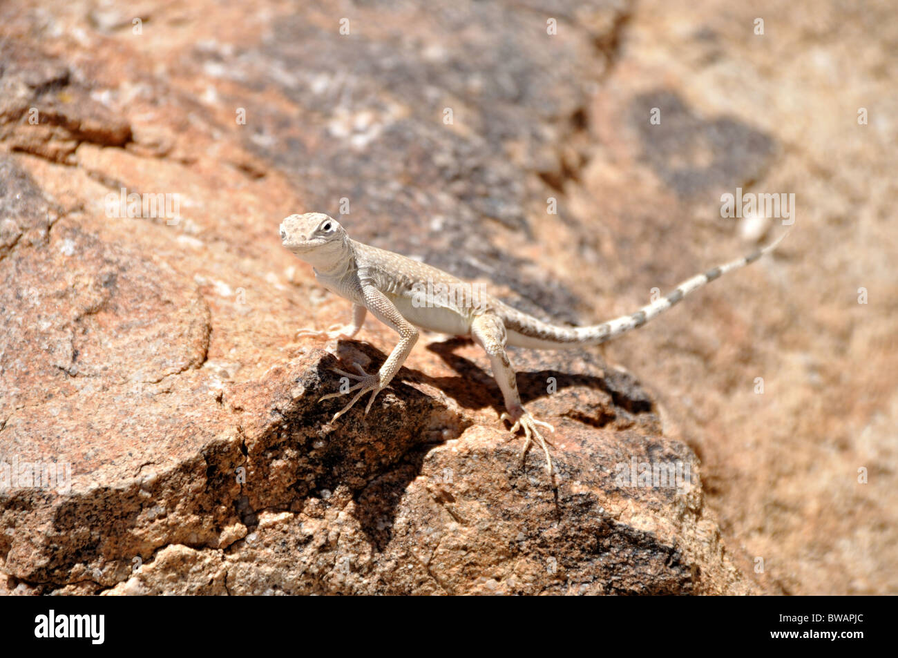 Lizard - Grapevine Canyon, Nevada Stock Photo - Alamy