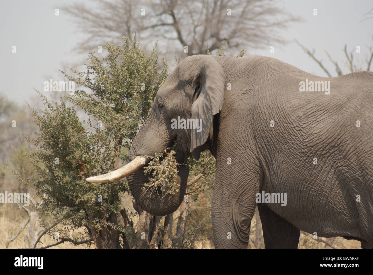Cow with tusks hi-res stock photography and images - Alamy