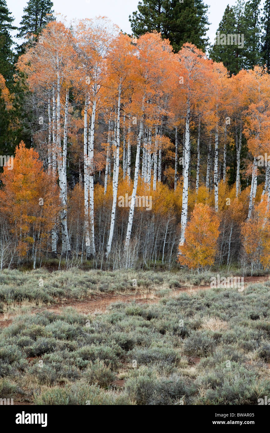 Clonal trees hi-res stock photography and images - Alamy