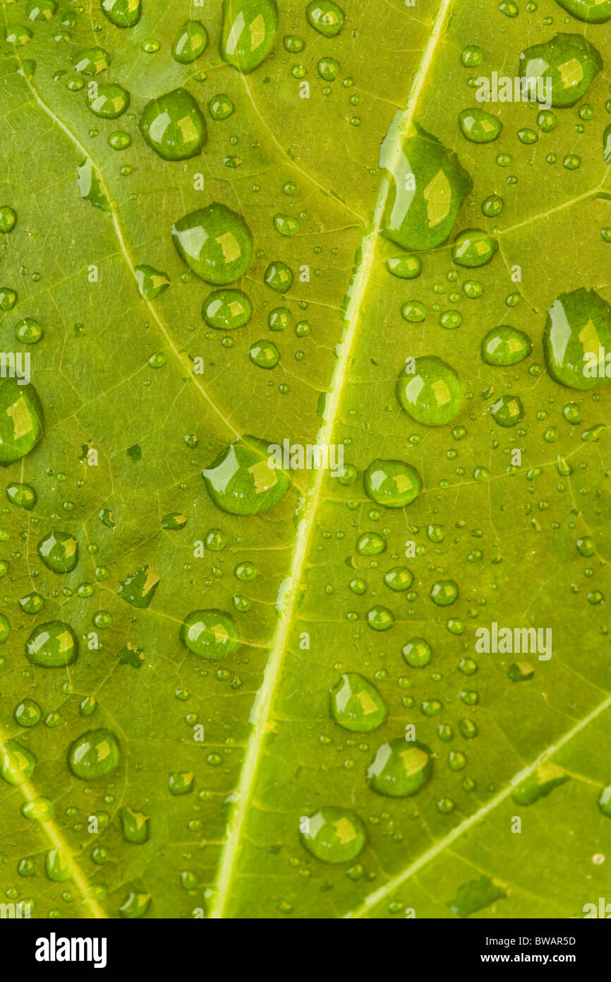 Wallpaper illustrating fresh leaf surface with pure raindrops on it ...