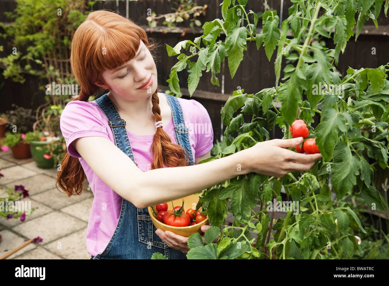 Tomato Picking High Resolution Stock Photography and Images - Alamy