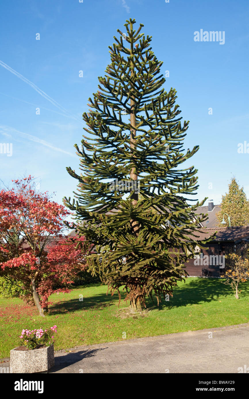 Evergreen Garden Stock Photos & Evergreen Garden Stock Images - Alamy