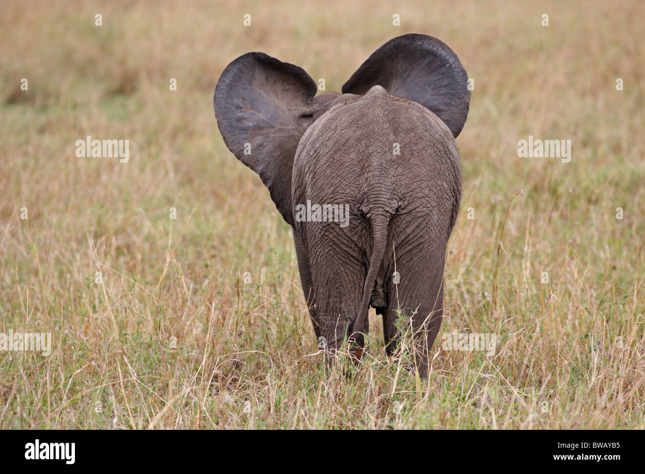 Elephants backside hi-res stock photography and images - Alamy