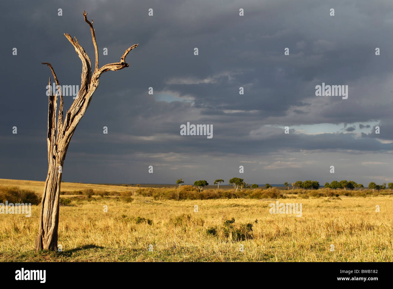 Masai mara wildlife reservation hi-res stock photography and images - Alamy