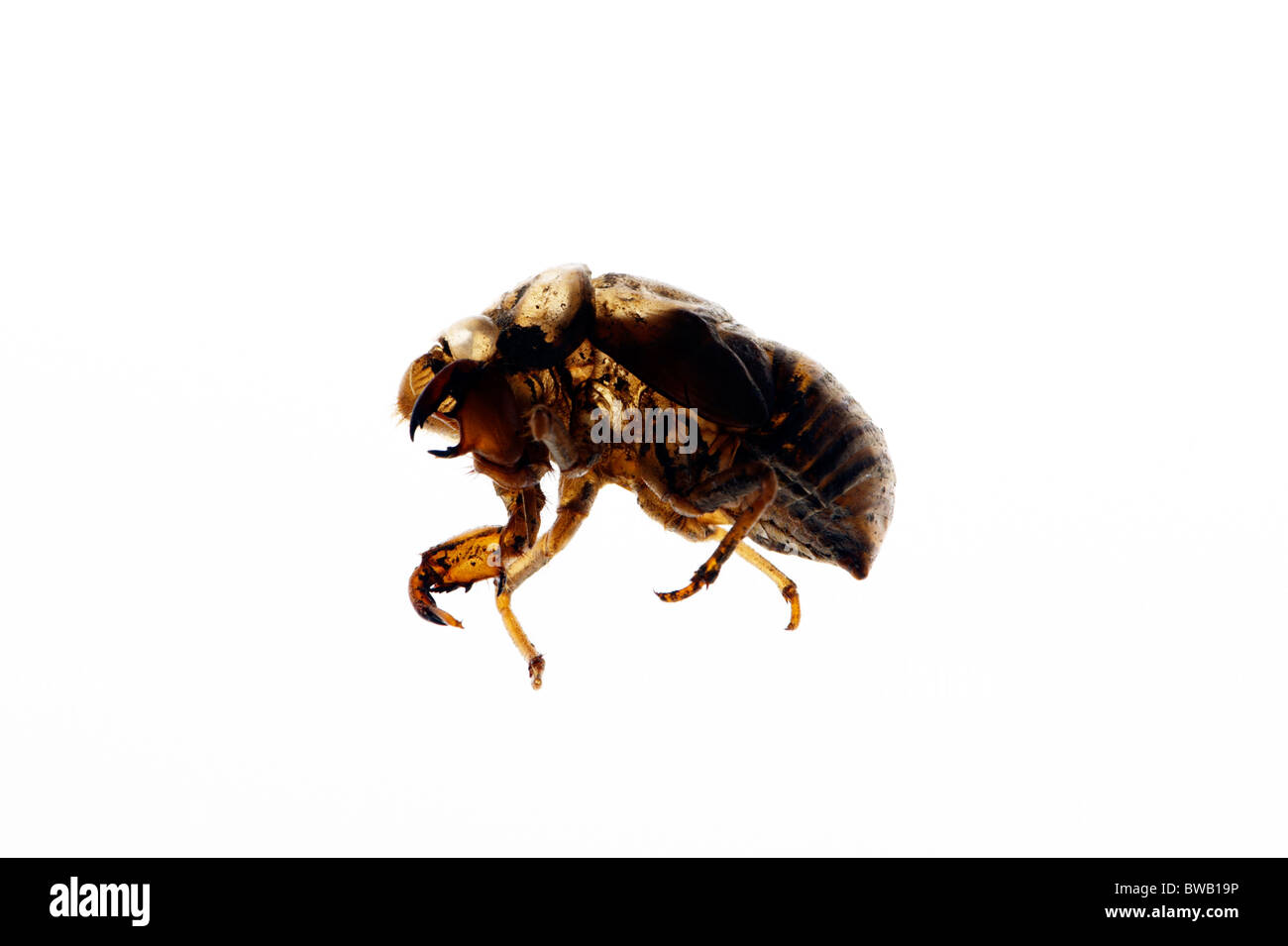 CICADA SHELL; CICADA SKIN; JAPANESE CICADA; INSECT; CAST SKIN Stock ...