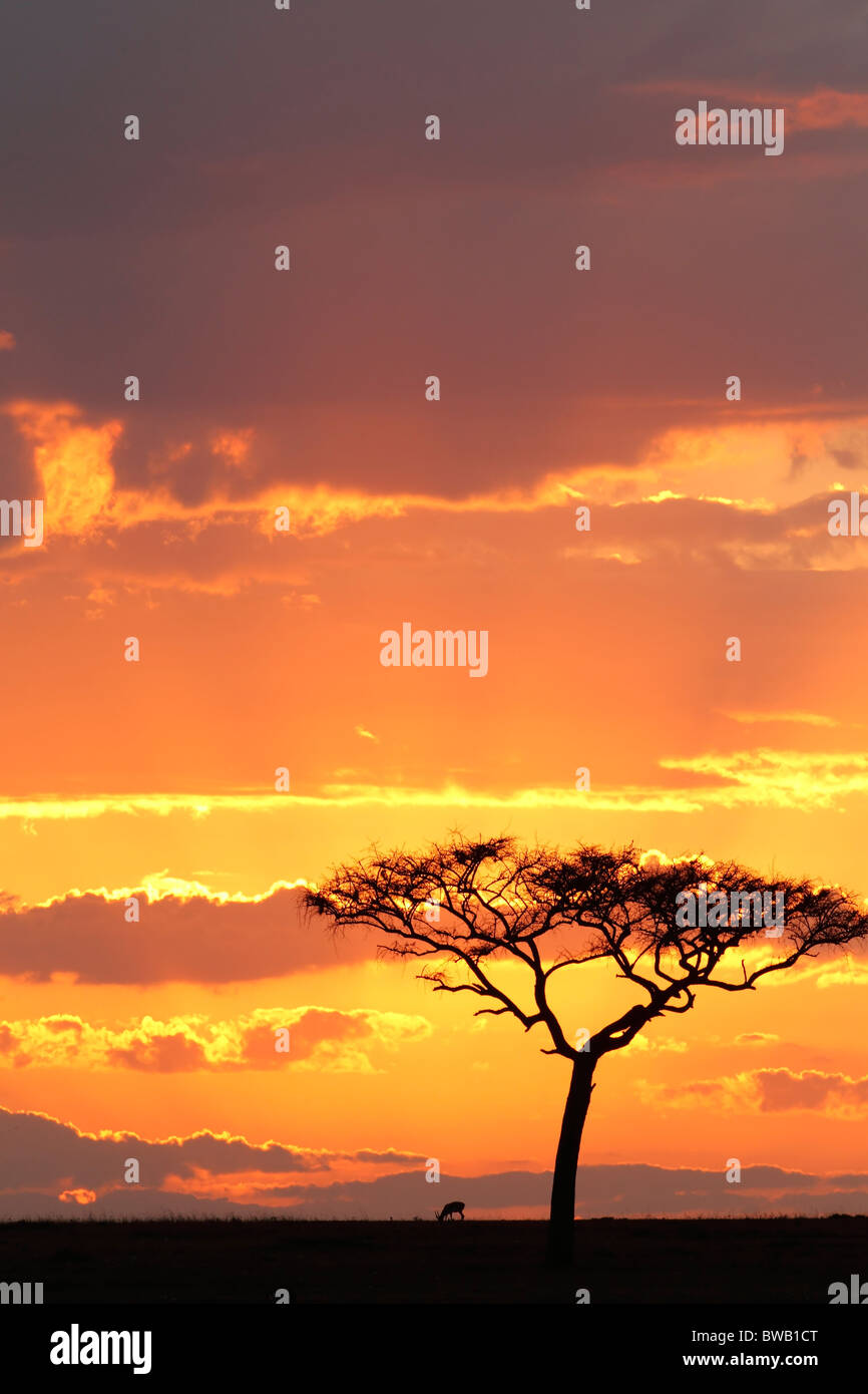 Thomson-Gazelle at sunset Stock Photo - Alamy