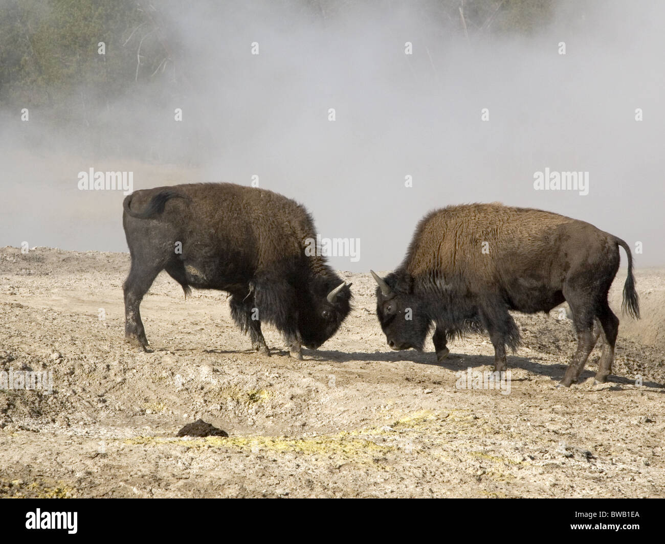 American bison fighting hi-res stock photography and images - Alamy