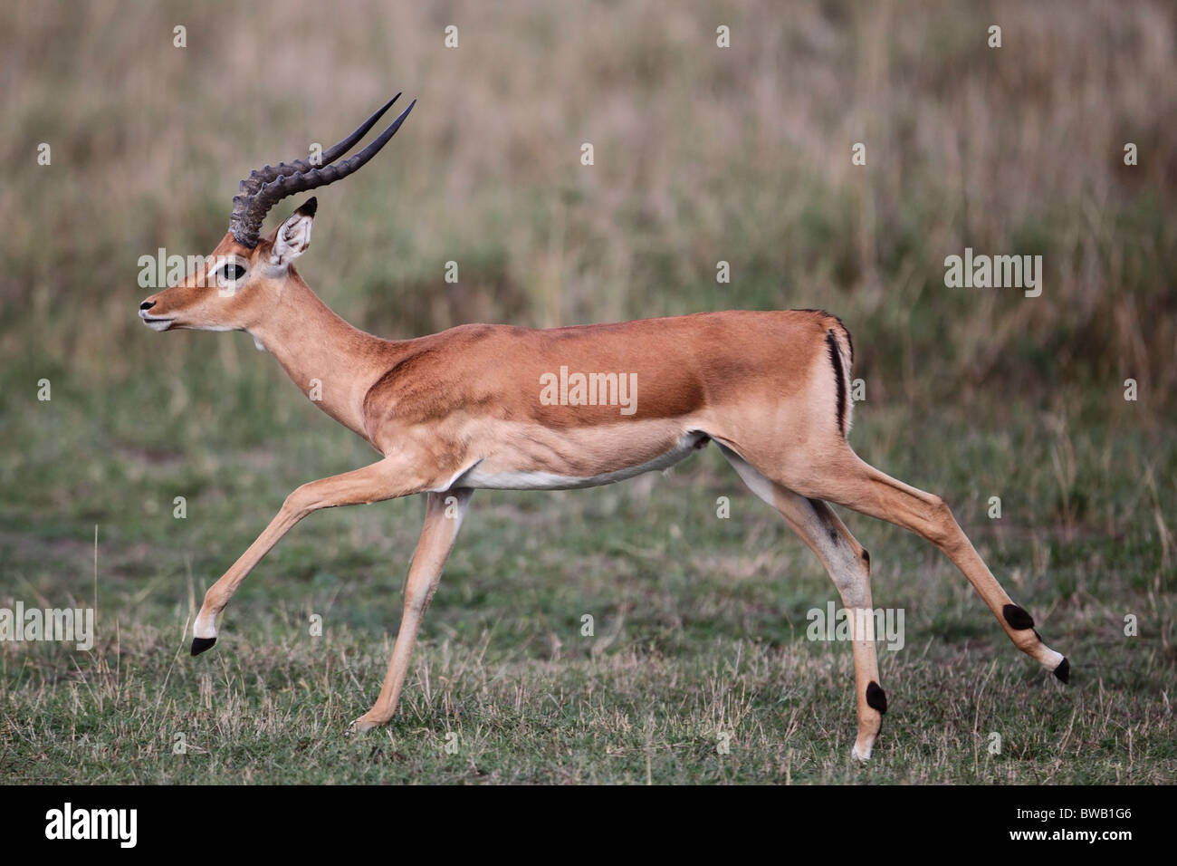 Running Impala buck, Masai Mara Game Reserve, Kenya Stock Photo - Alamy