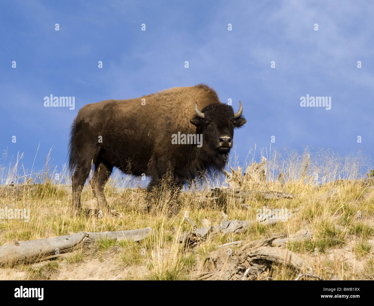 Bison hi-res stock photography and images - Alamy