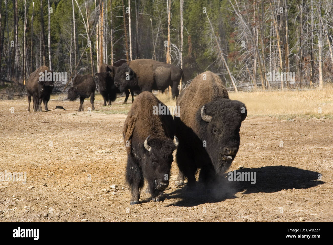 Male and female bison, Hayden Valley Yellowstone Stock Photo - Alamy