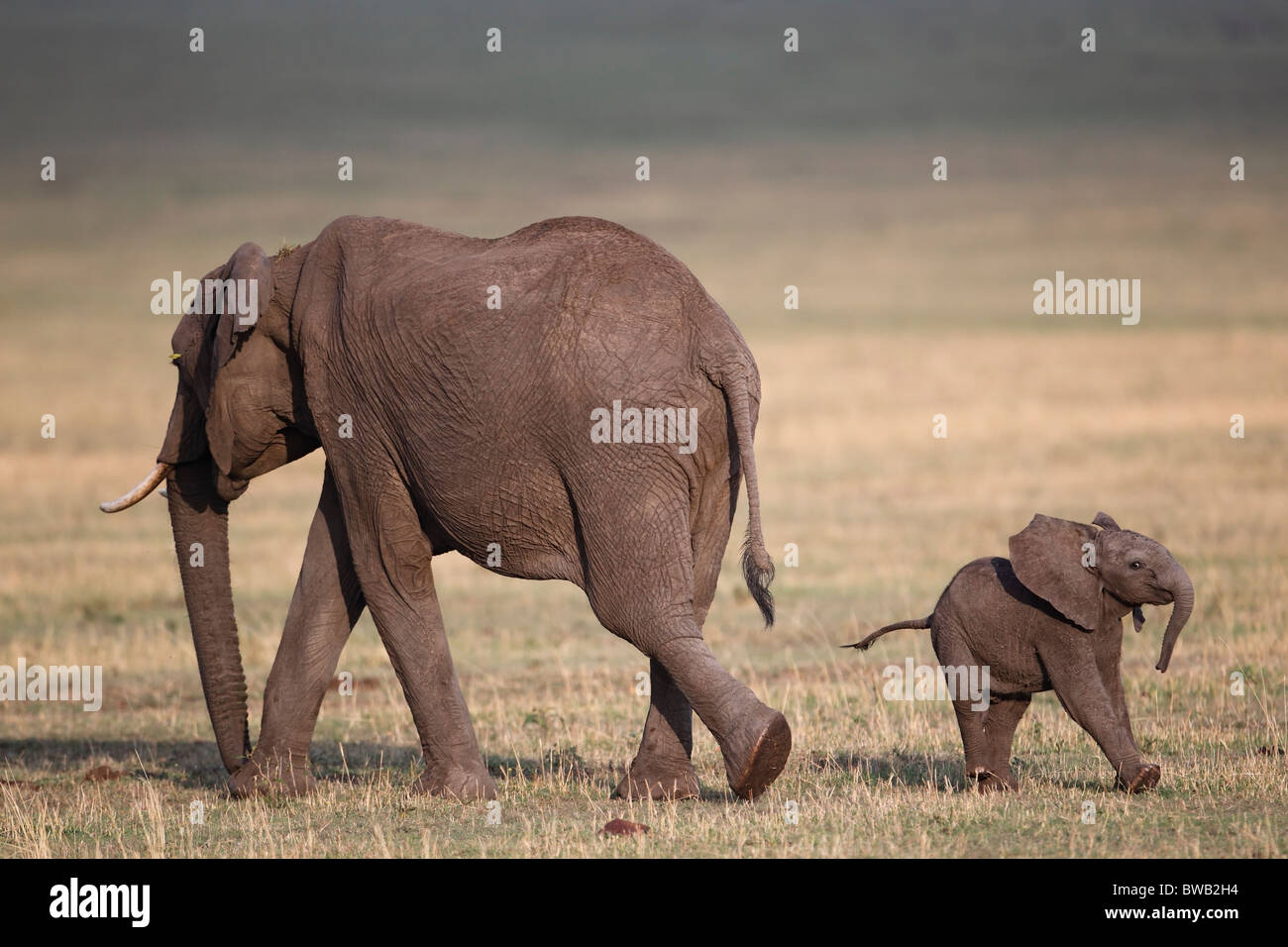 Baby elephant with mother hi-res stock photography and images - Alamy