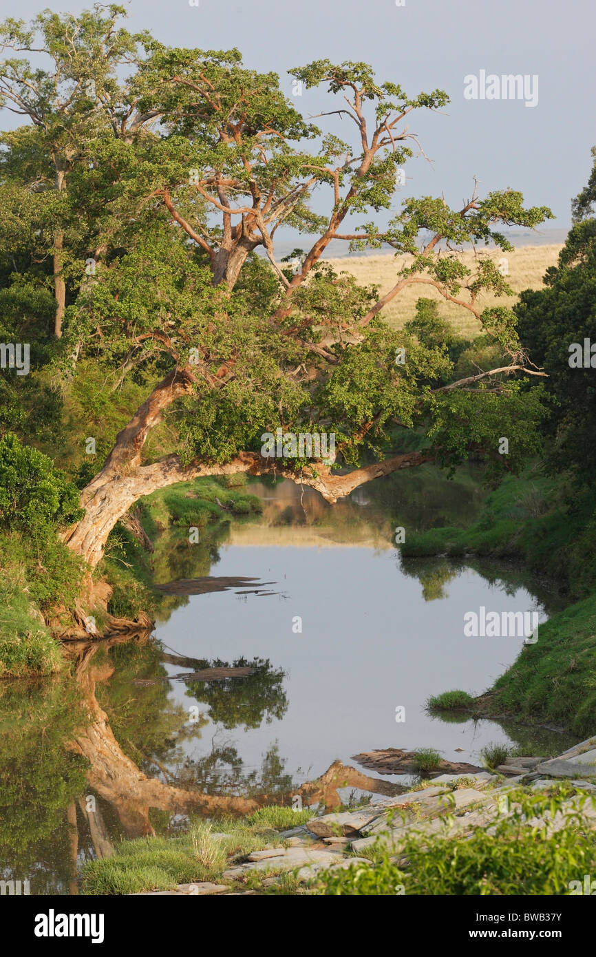 Masai mara afrique hi-res stock photography and images - Alamy