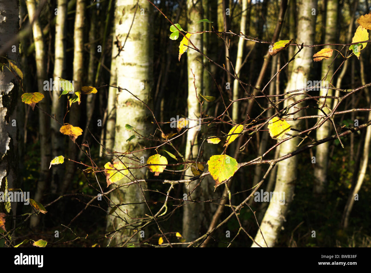 The last autumn leaves of the silver birch tree Stock Photo - Alamy