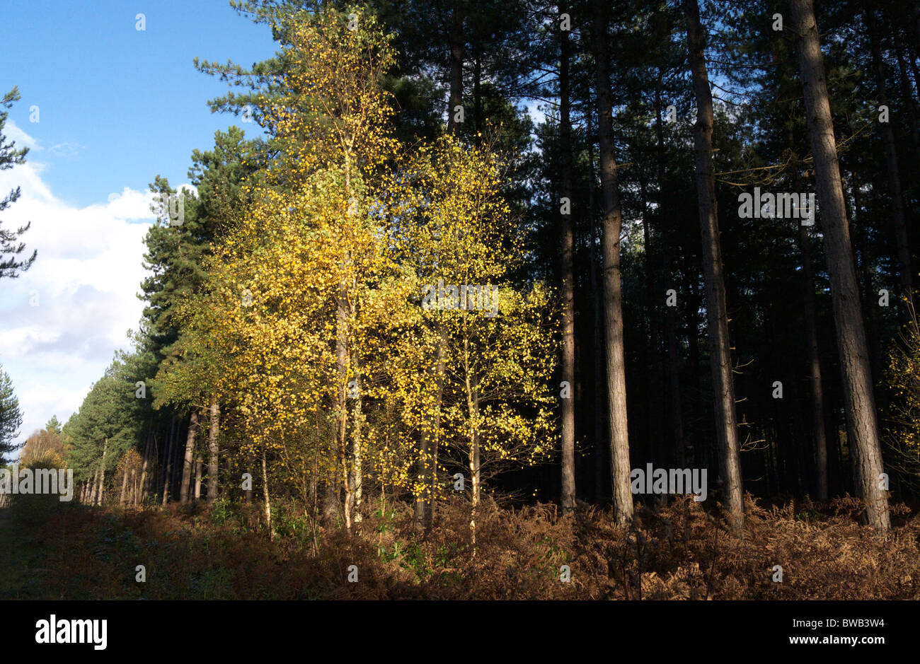 A large forest planted for wood Stock Photo - Alamy