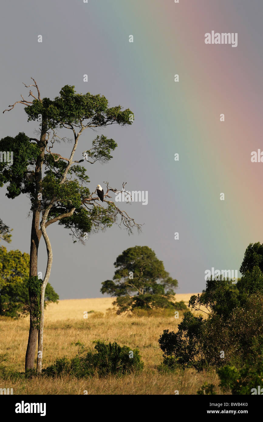 African fish-eagle with rainbow, Masai Mara Game Reserve, Kenya Stock ...