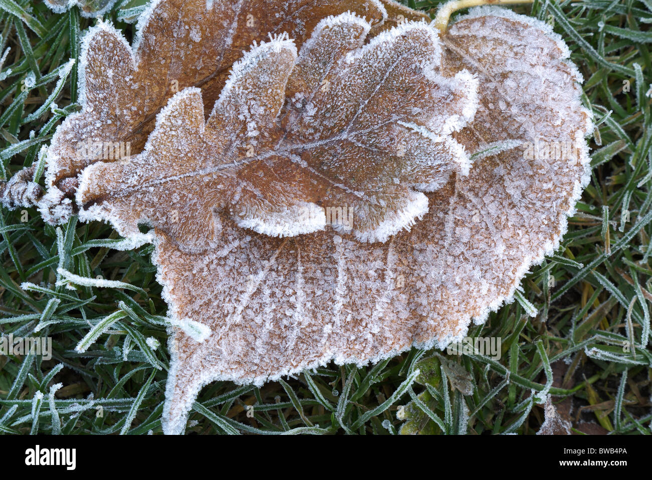 frozen oak leaf Stock Photo - Alamy